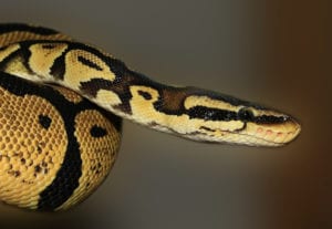Dad defends decision to let his 13-foot pet python wrap itself around ...