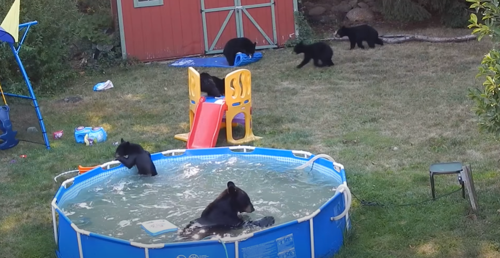Mama bear and her 5 cubs have fun playing in children’s playground