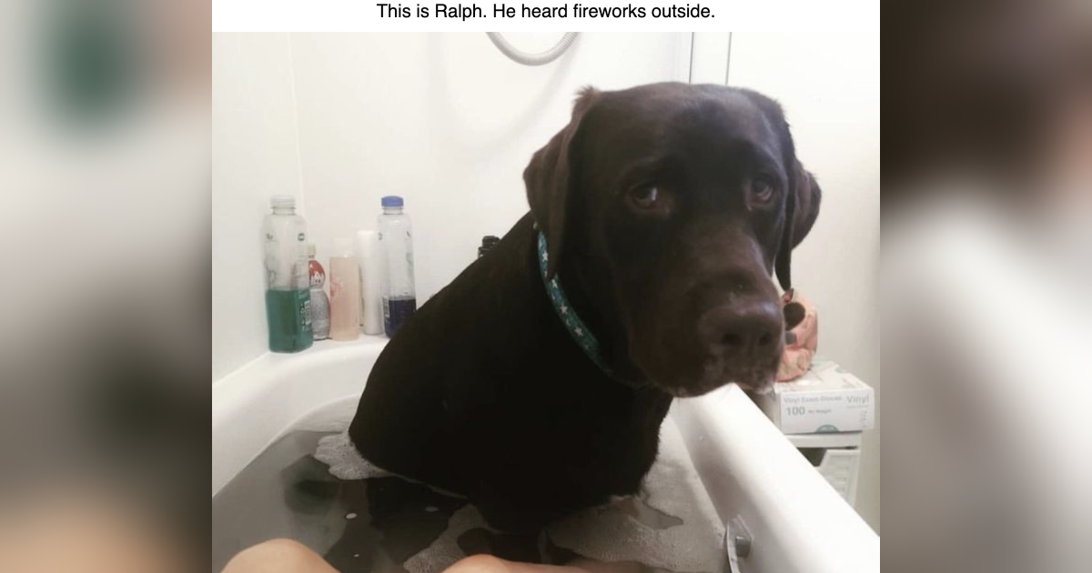 60 Pets who know their owners love them despite all the drama