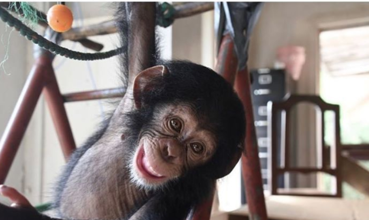 Physically ill baby chimp rescued from cardboard box she was being kept ...