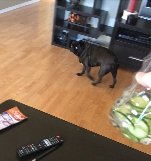 50+ dogs who are scared of the funniest things