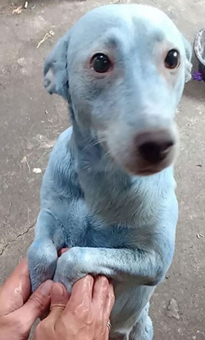 60 animals whose terrible day will make you appreciate yours