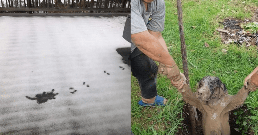 60 animals whose terrible day will make you appreciate yours