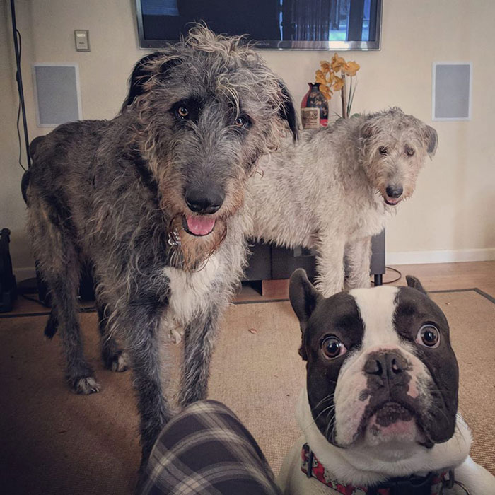 50 photos that show just how big Irish Wolfhounds are