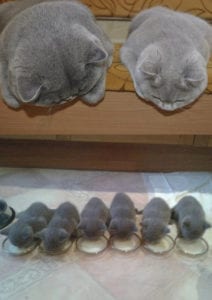 50 Cats and their mini-me cuties