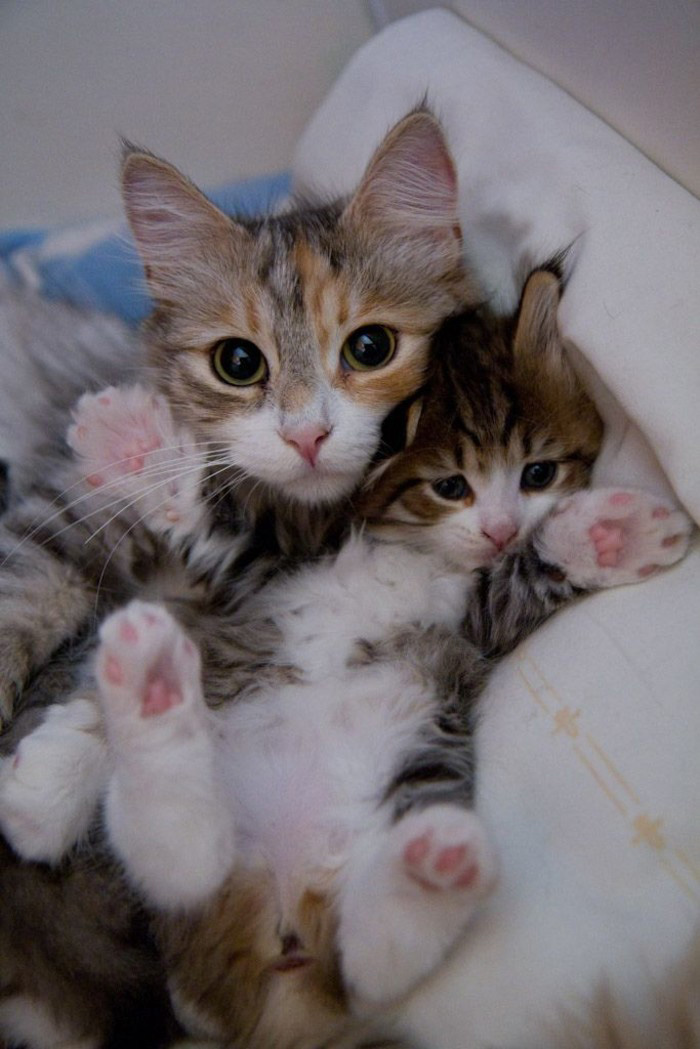 50 Cats and their mini-me cuties