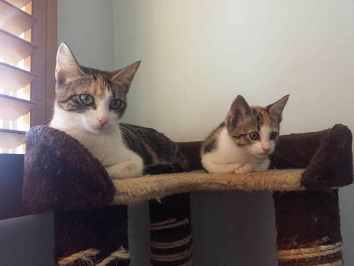 50 Cats and their mini-me cuties