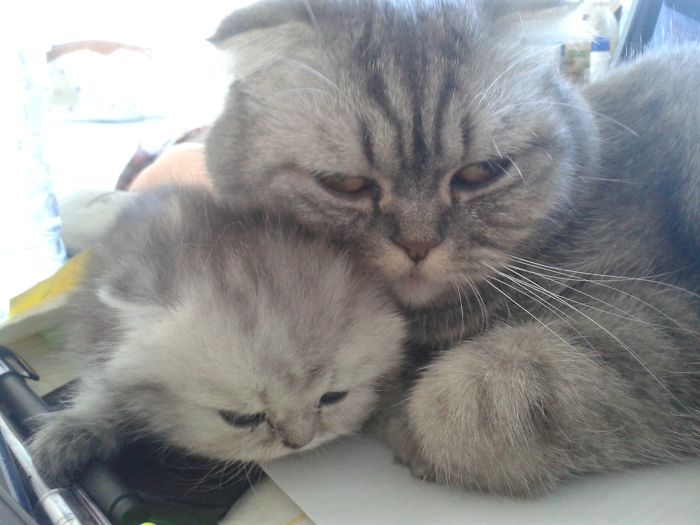50 Cats and their mini-me cuties