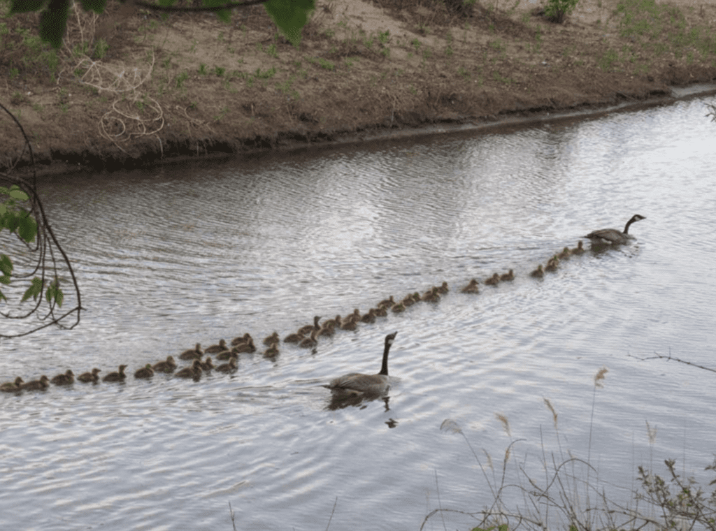 Mama goose collects 47 babies and protects them like they’re her own