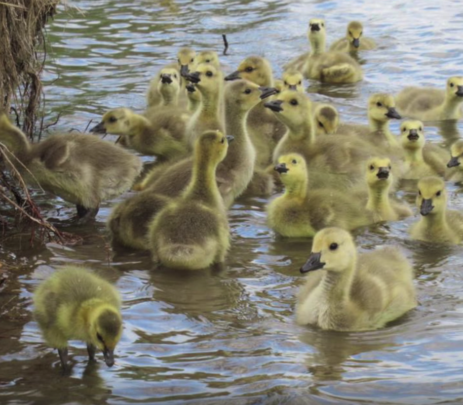 Mama goose collects 47 babies and protects them like they’re her own