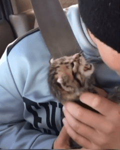 Abandoned kitten won’t stop crying until little boy finds way to calm her