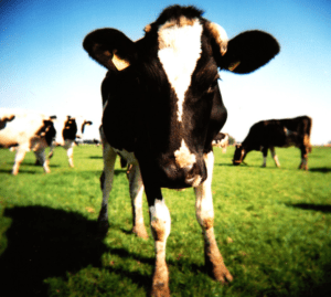 Woman softly sings to her cow. To everyone’s surprise cow responds with ...