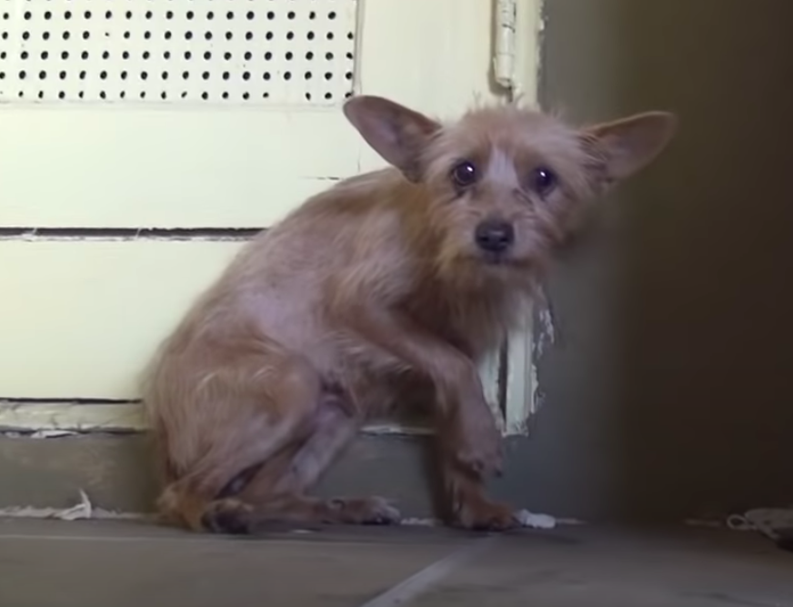 Rescue Of Scared Abandoned Dog Has Sweetest Ending