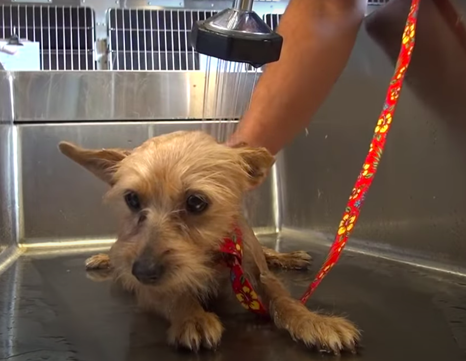 Rescue Of Scared Abandoned Dog Has Sweetest Ending