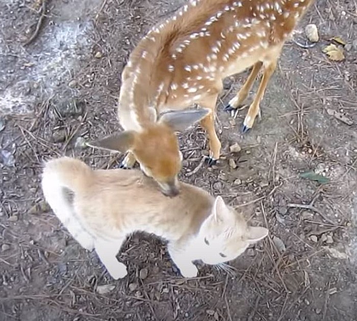Brave friendly cat introduces himself to wild deer