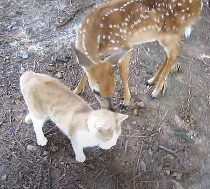 Brave friendly cat introduces himself to wild deer