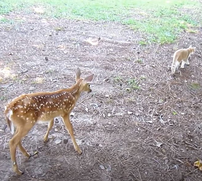 Brave friendly cat introduces himself to wild deer