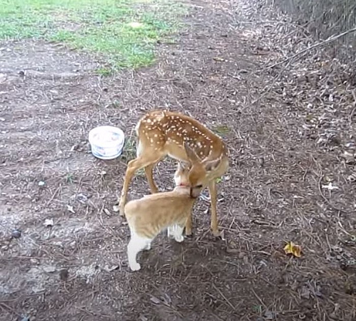 Brave friendly cat introduces himself to wild deer