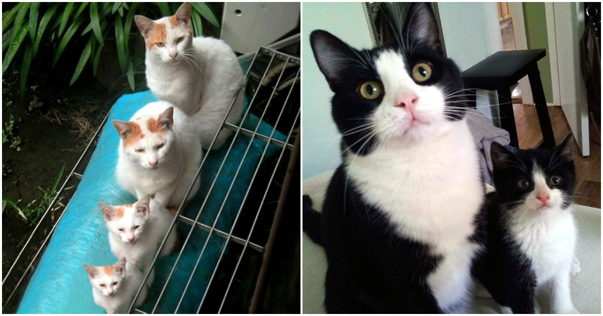 50 Cats and their mini-me cuties