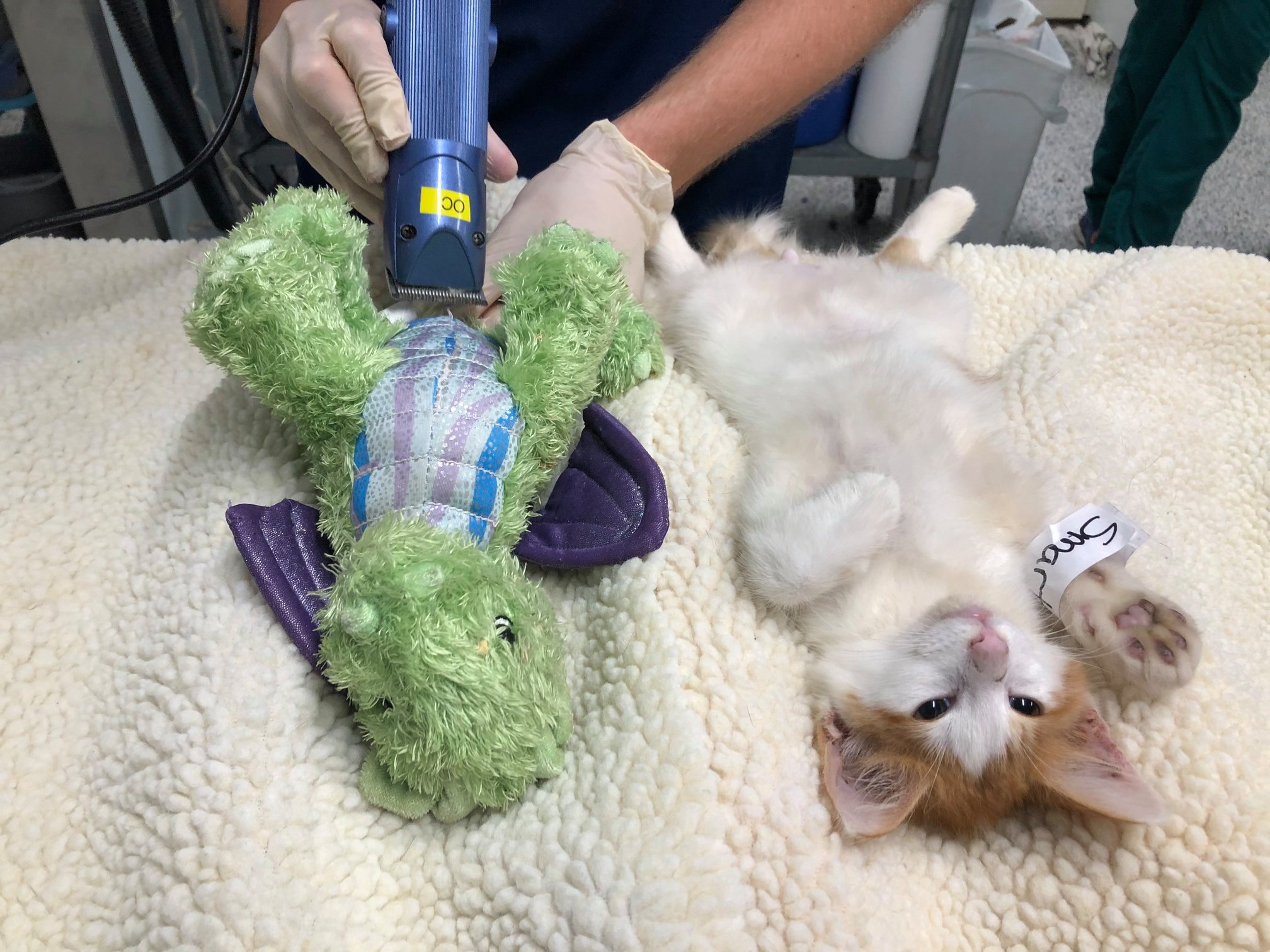 Tiny rescue kitten takes dragon to vet to help him feel brave
