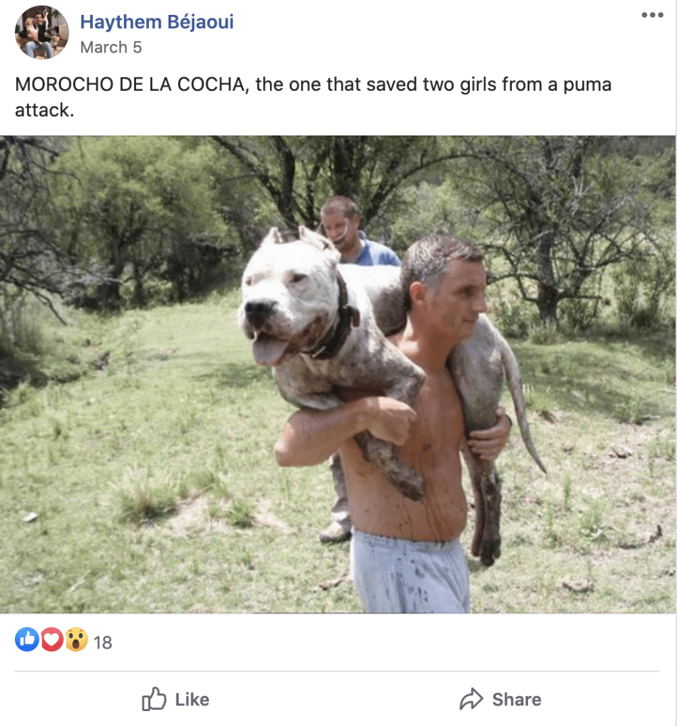 Brave dog fights off puma to save two little girls