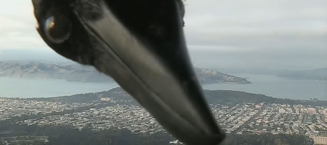 Bird hilariously photobombs weather report