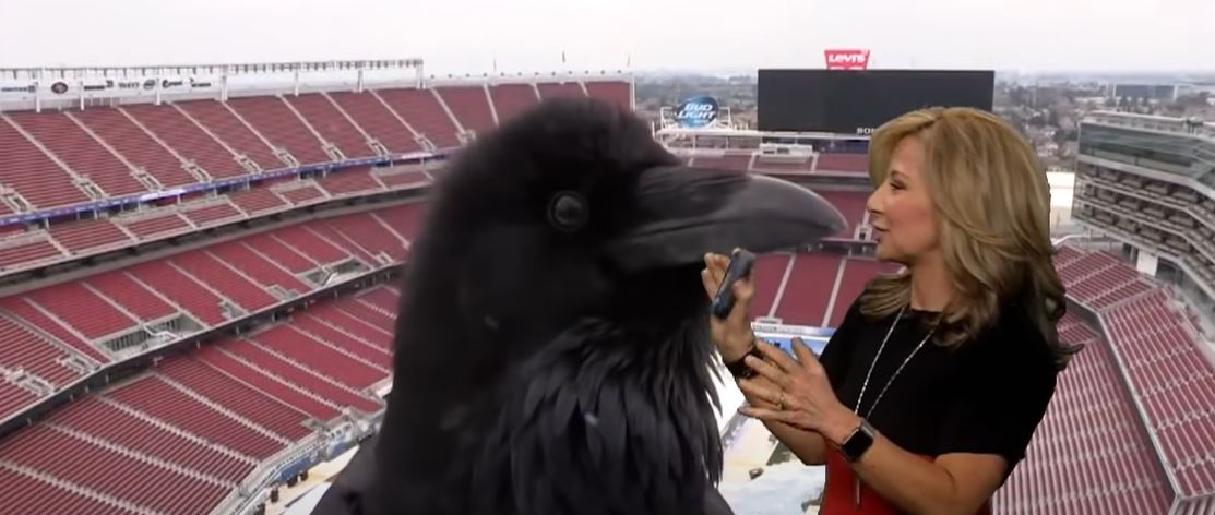 Bird hilariously photobombs weather report
