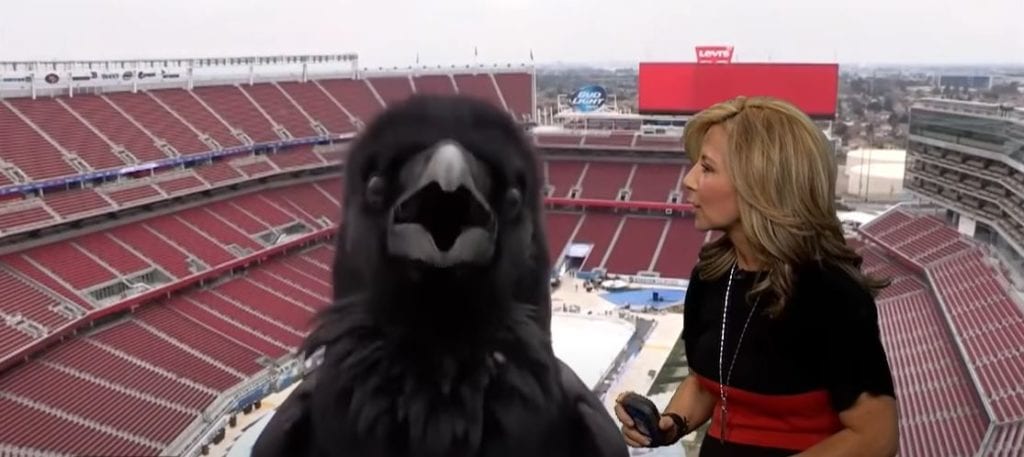 Bird hilariously photobombs weather report