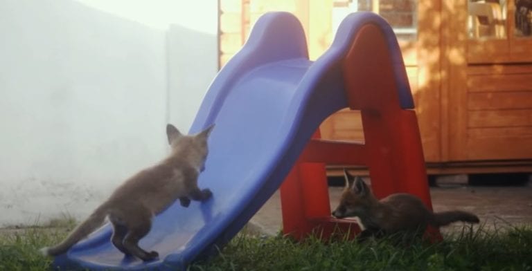 Two little fox cubs have the best time playing on slide