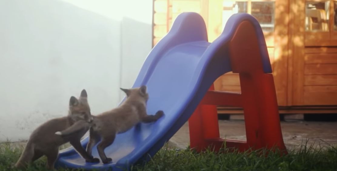 Two little fox cubs have the best time playing on slide