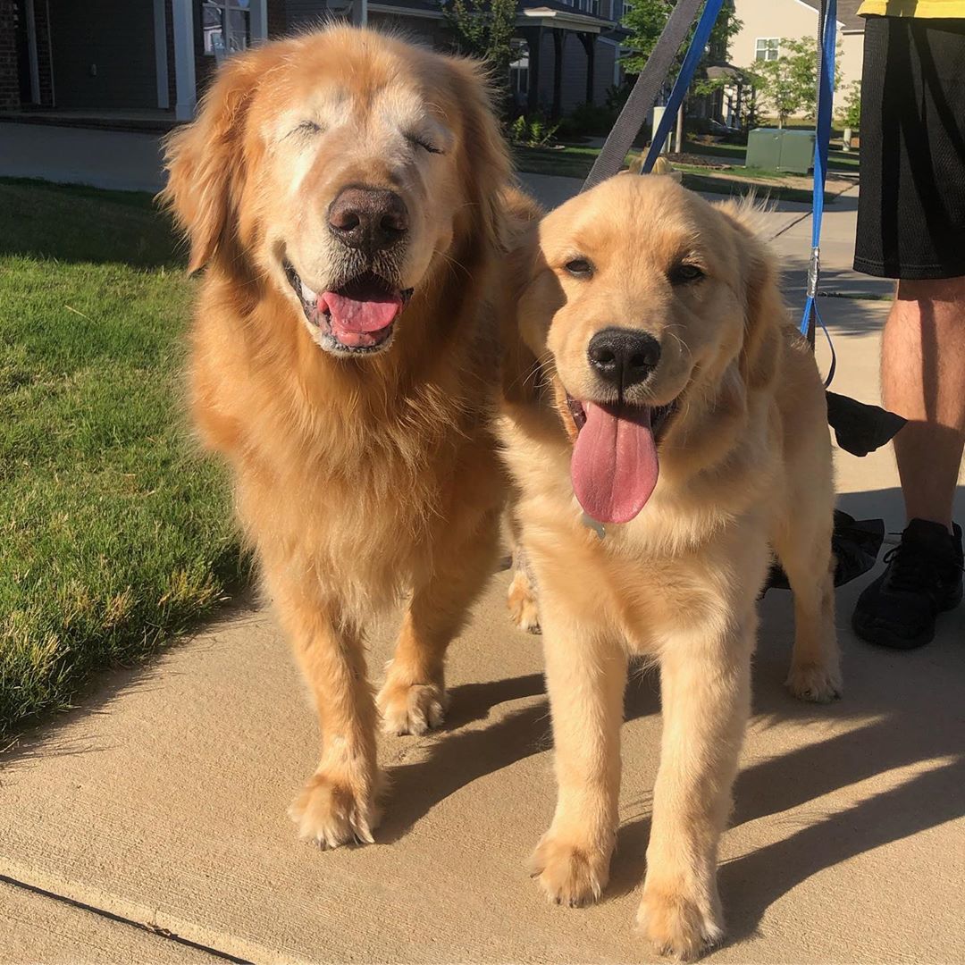 Senior blind dog has trouble getting around – then gets young 'seeing ...
