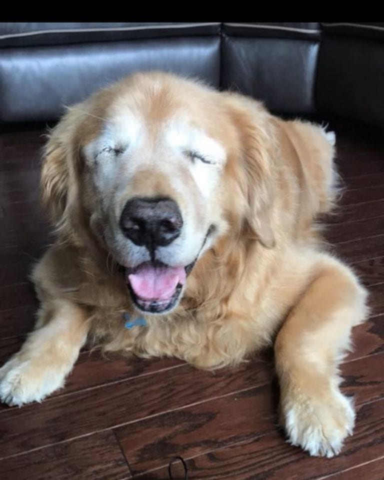 Senior blind dog has trouble getting around – then gets young 'seeing ...