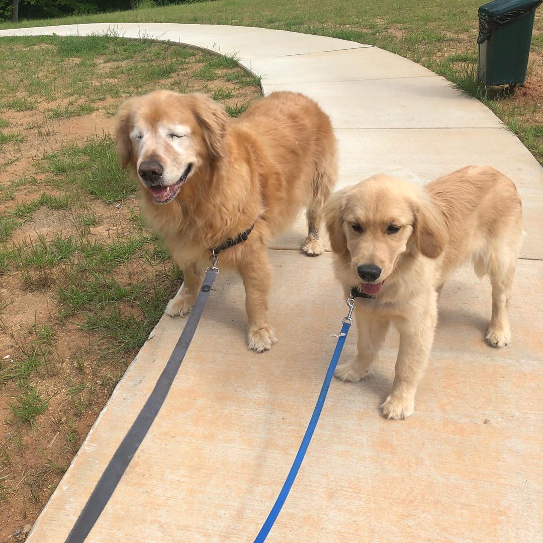 Senior blind dog has trouble getting around – then gets young 'seeing ...