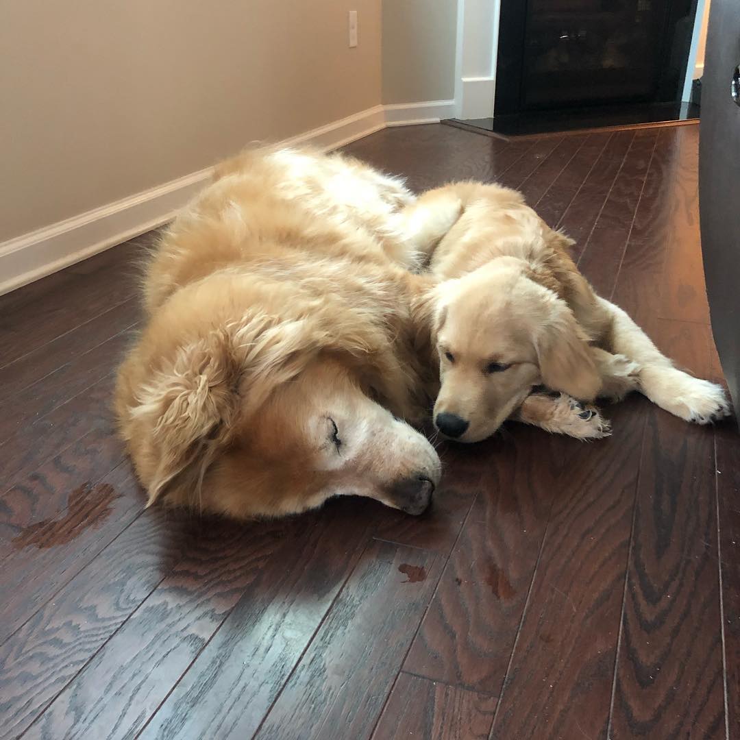 Senior blind dog has trouble getting around – then gets young 'seeing ...