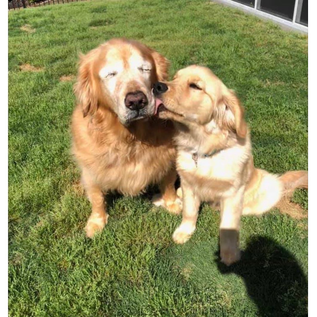 Senior blind dog has trouble getting around – then gets young 'seeing ...