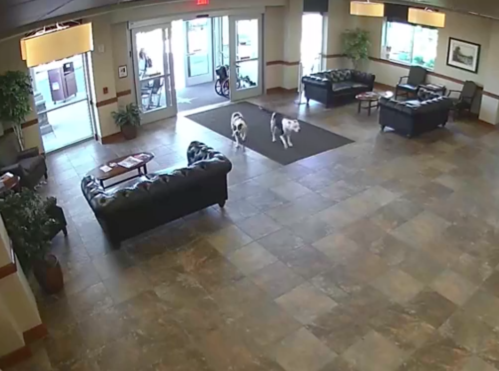 Two pit bulls walk into a hospital and head straight to pharmacy