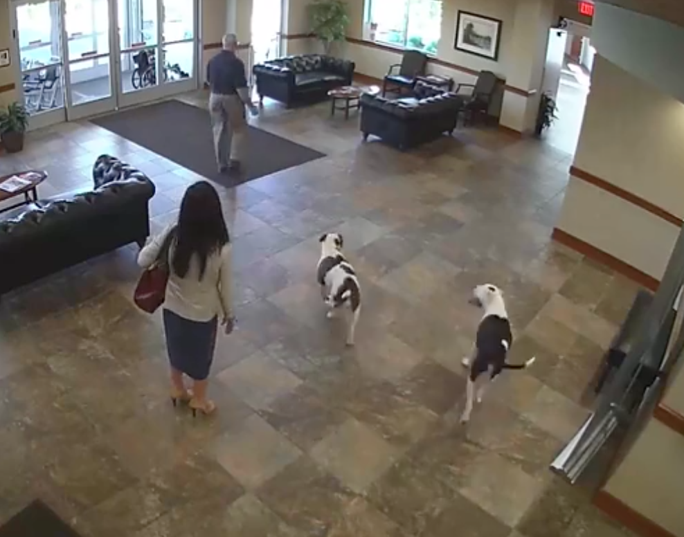 Two pit bulls walk into a hospital and head straight to pharmacy