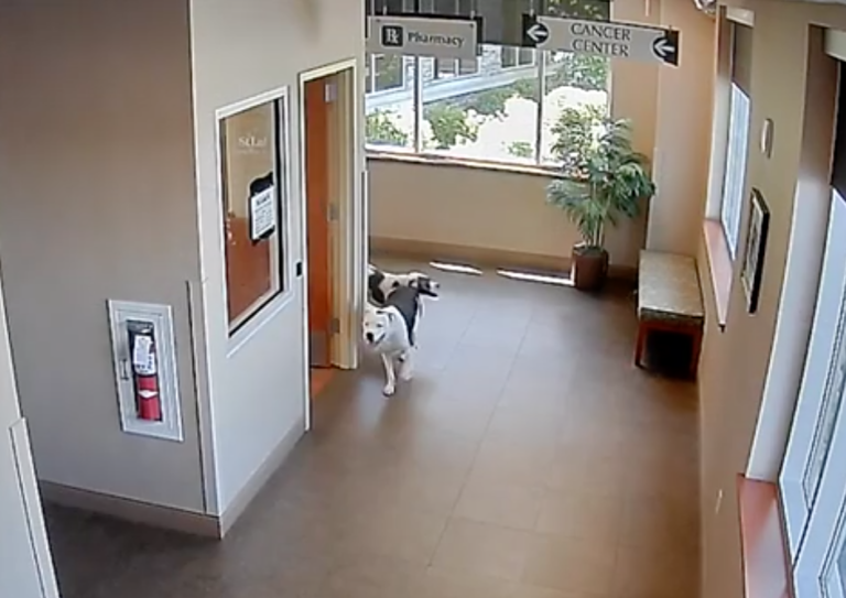 Two pit bulls walk into a hospital and head straight to pharmacy