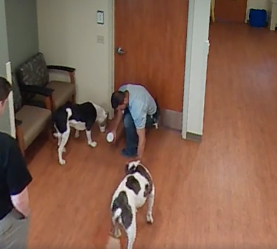 Two pit bulls walk into a hospital and head straight to pharmacy