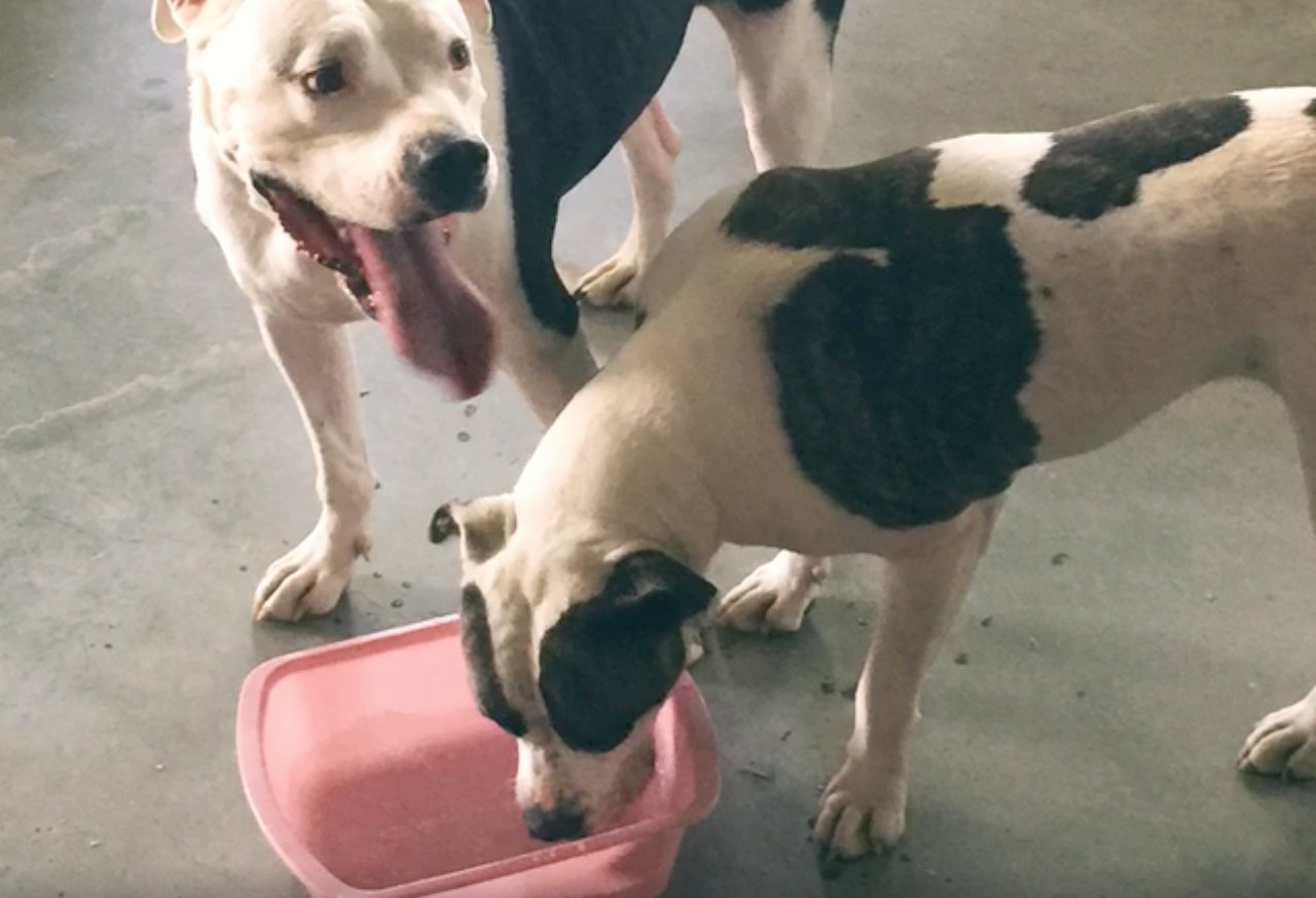 Two pit bulls walk into a hospital and head straight to pharmacy