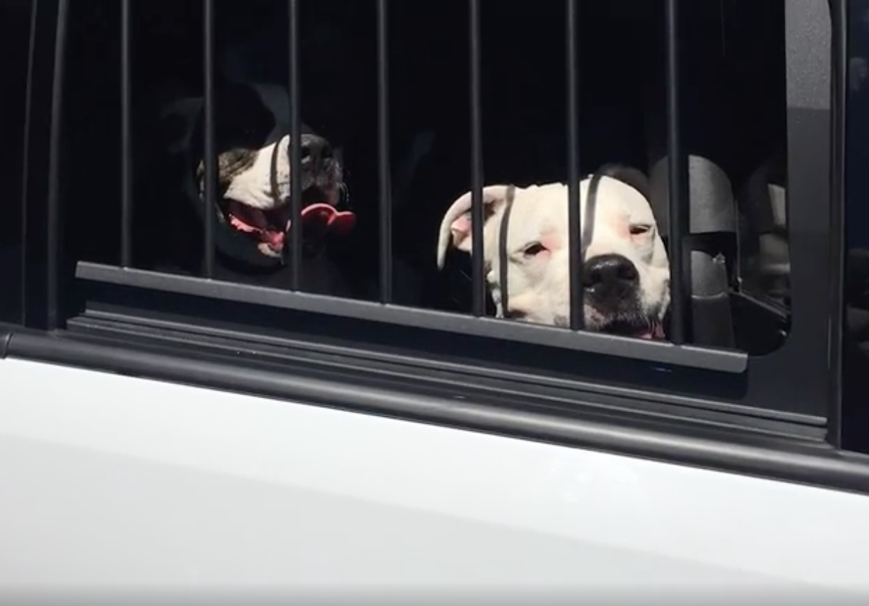 Two pit bulls walk into a hospital and head straight to pharmacy