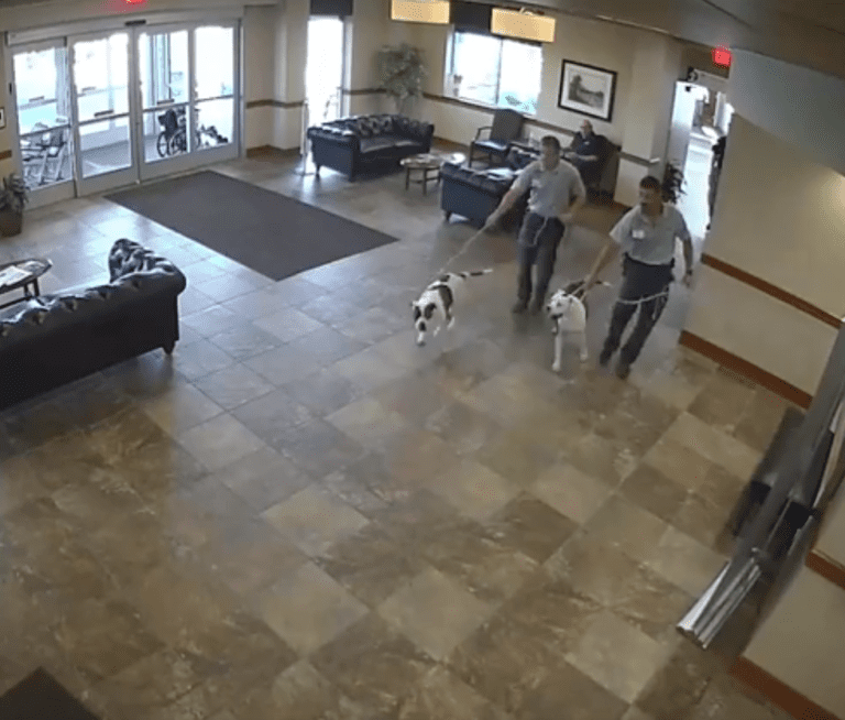 Two pit bulls walk into a hospital and head straight to pharmacy