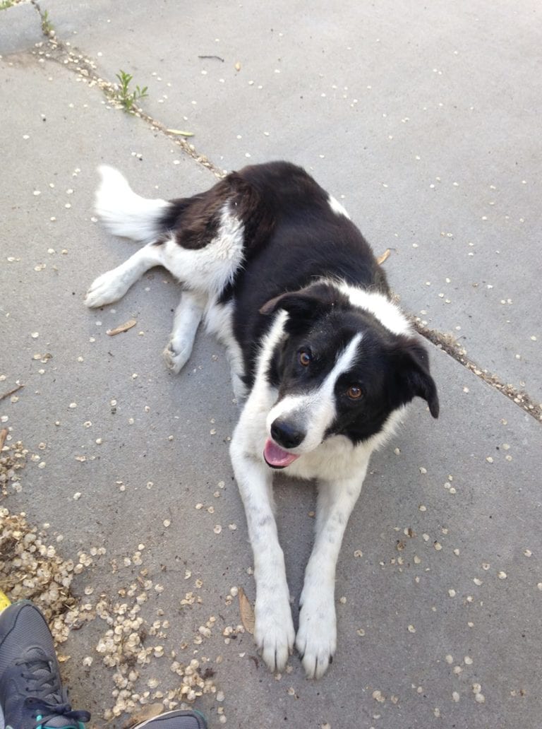 50 Precious dog photos that remind us they age quickly, so savor each ...