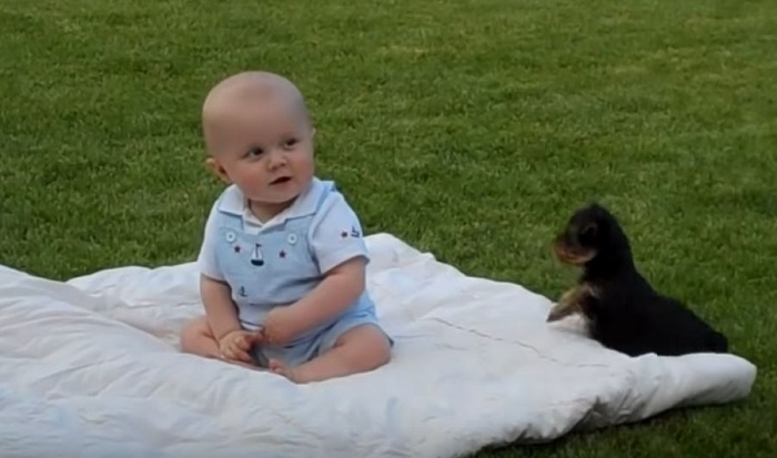 Yorkie puppy 'attacks' infant with no remorse