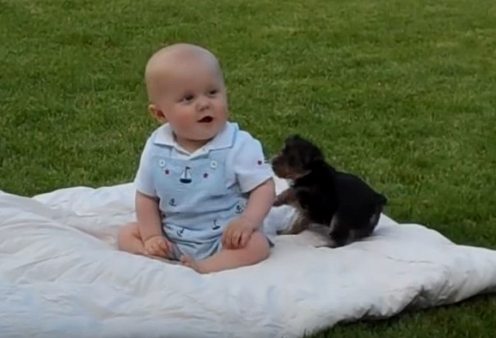 Yorkie puppy 'attacks' infant with no remorse