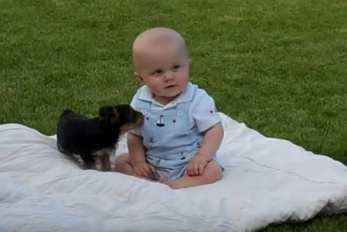 Yorkie puppy 'attacks' infant with no remorse