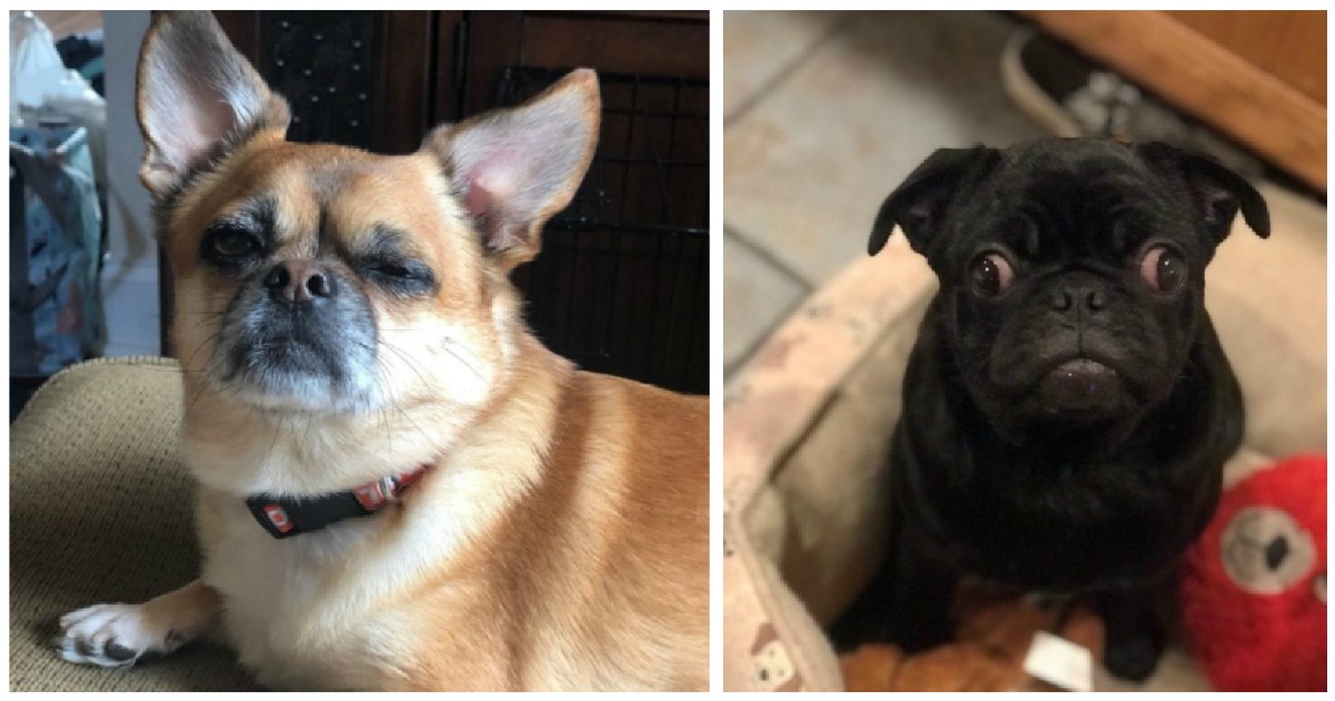 75 ugly dogs that are adorably cute - Animal Channel