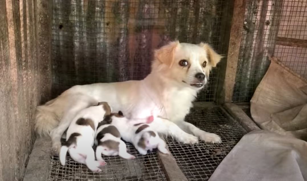 Man spots three tiny abandoned puppies and jumps into action to save them