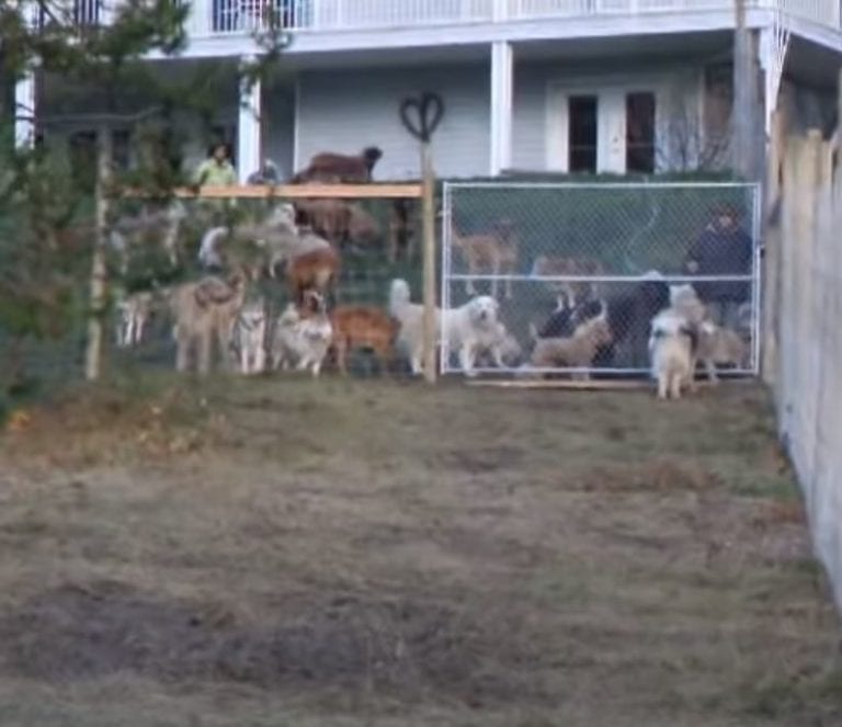 Man Rescues 45 Dogs And Sets Them Free On His Land
