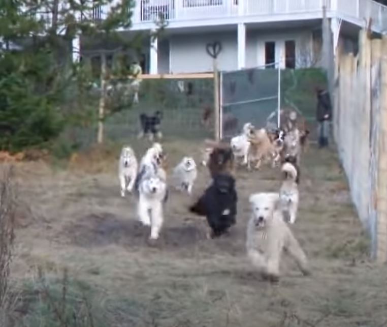 Man Rescues 45 Dogs And Sets Them Free On His Land